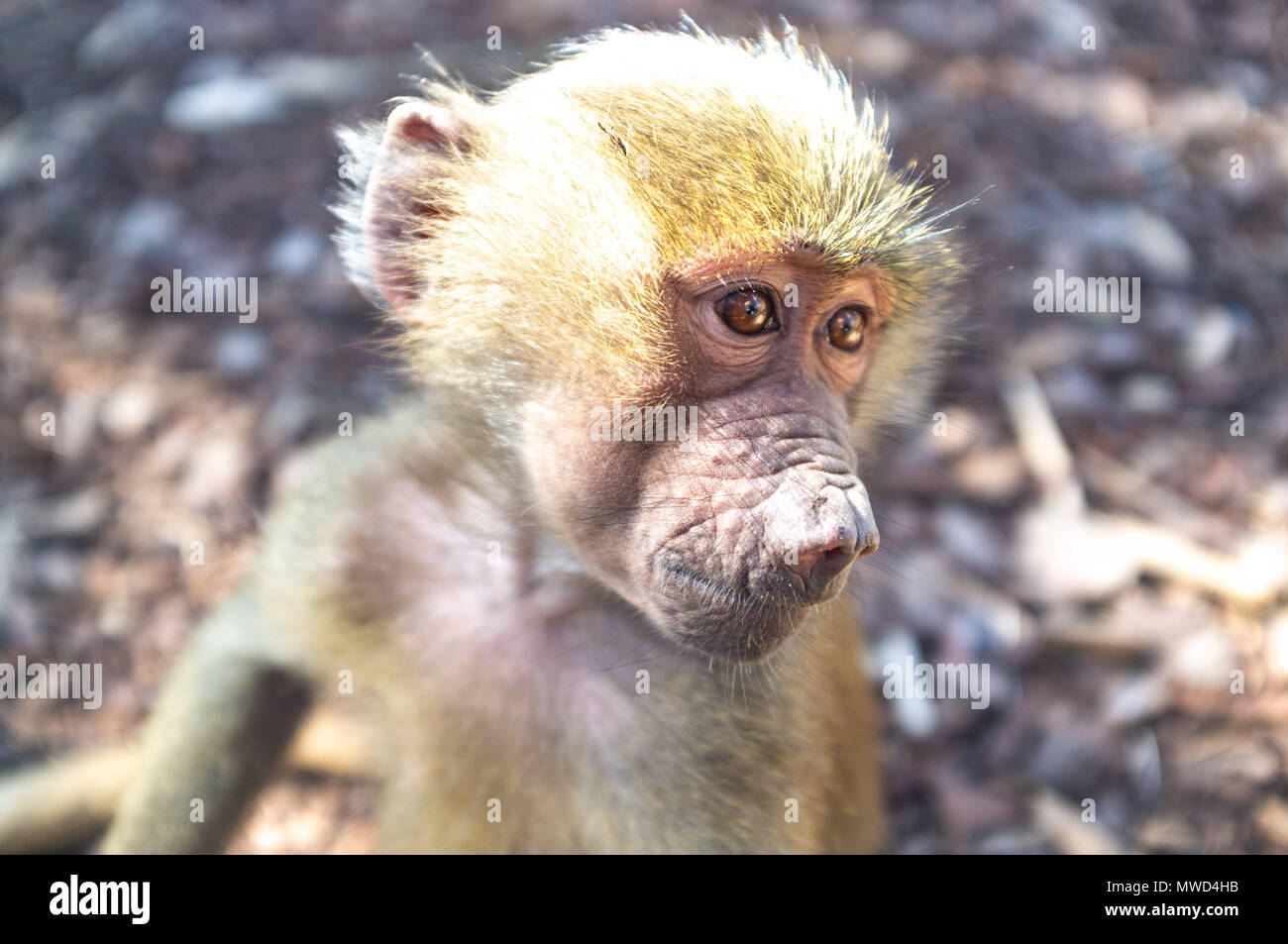 Baby baboon monkey closeup portrait Stock Photo - Alamy
