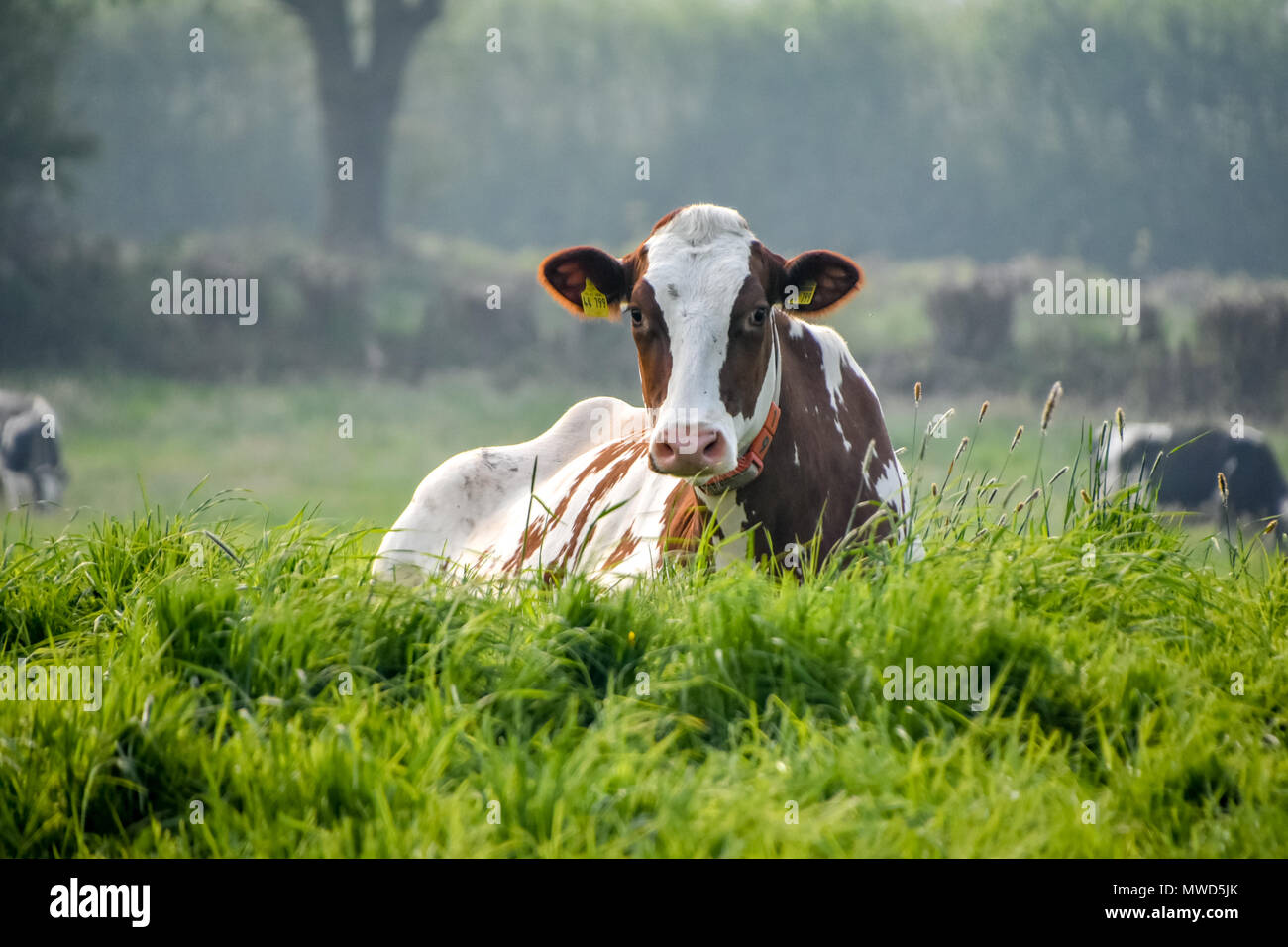 Healthy livestock healthy cows hi-res stock photography and images - Alamy