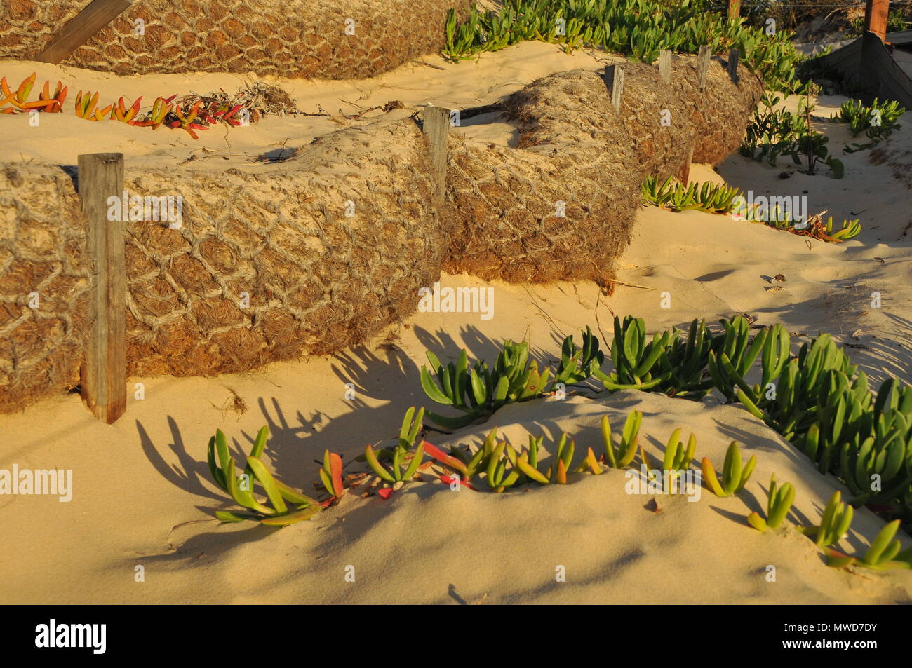 Dune stabilisation planting hi-res stock photography and images - Alamy