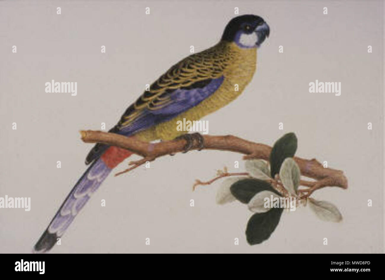 . English: Painting of northern rosella by Ferdinand Bauer c. 1811-13 ...