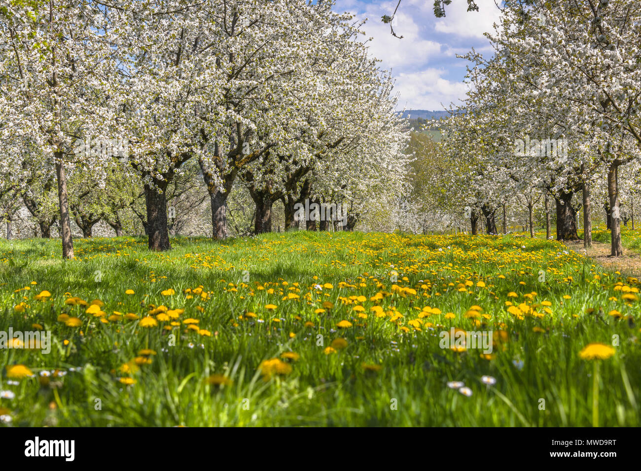 spring meadow with blooming orchard trees in the region Ortenau, South ...