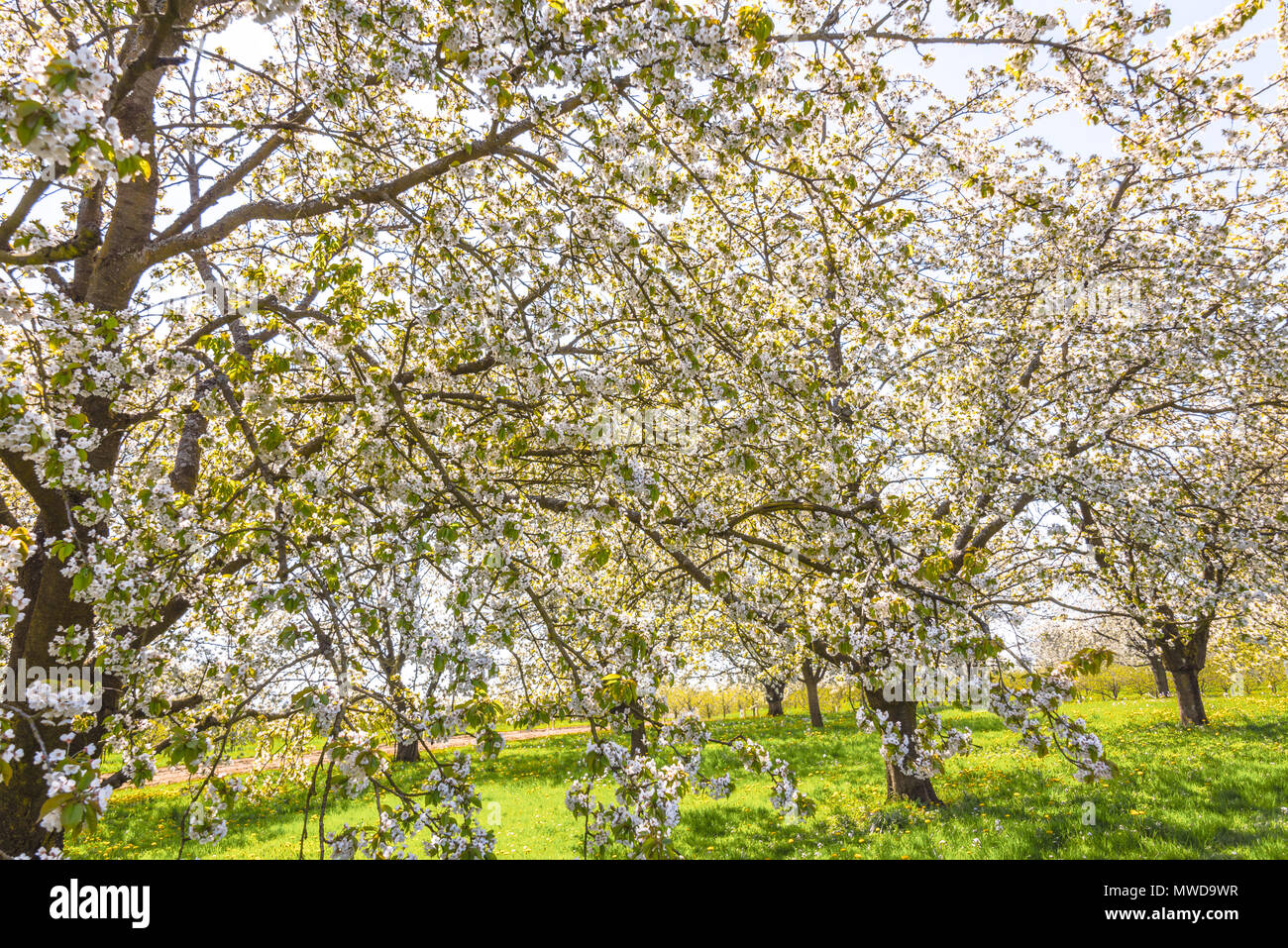 spring meadow with blooming orchard trees in the region Ortenau, South ...