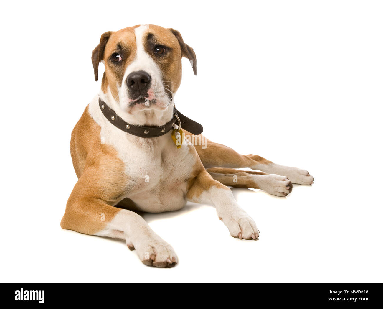 An animal lying down Cut Out Stock Images & Pictures - Alamy