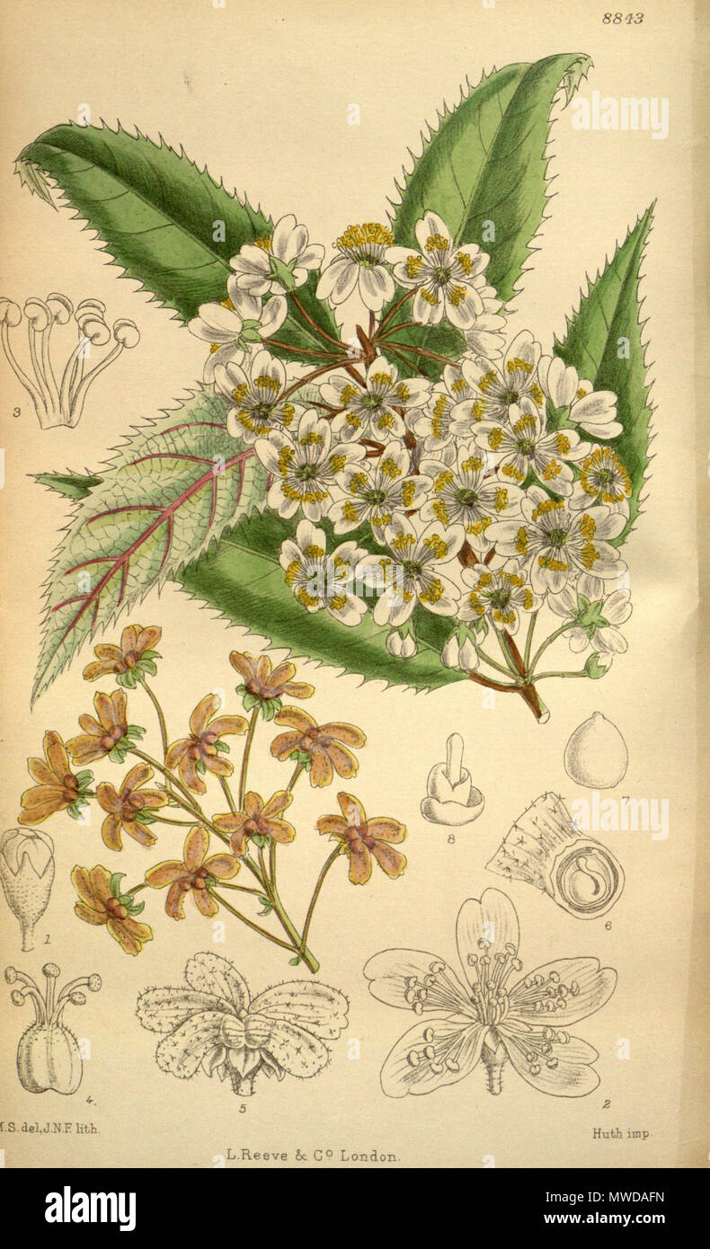 Hoheria hi-res stock photography and images - Alamy