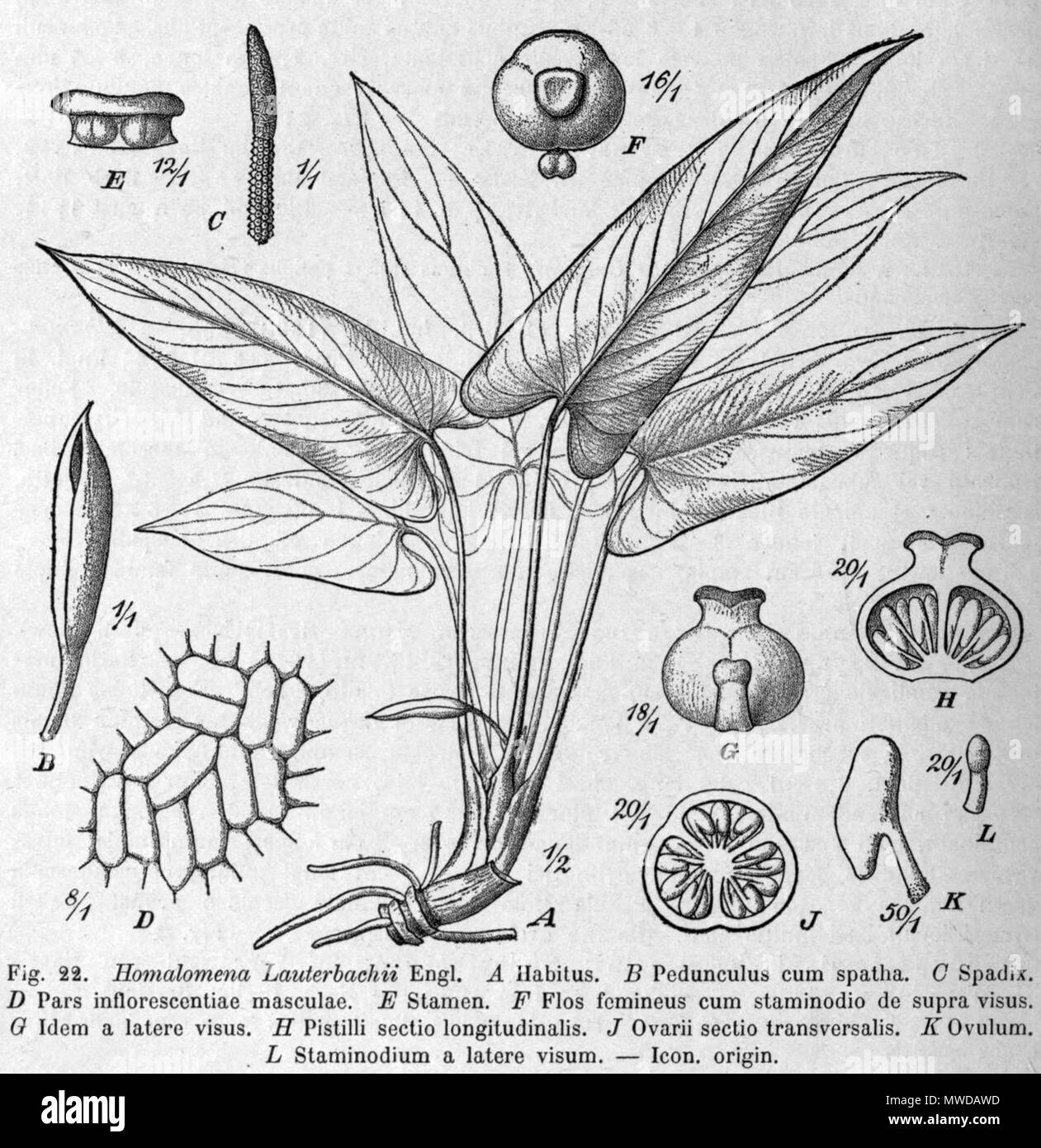. English: Homalomena lauterbachii botanical drawing . 1912. Adolf ...