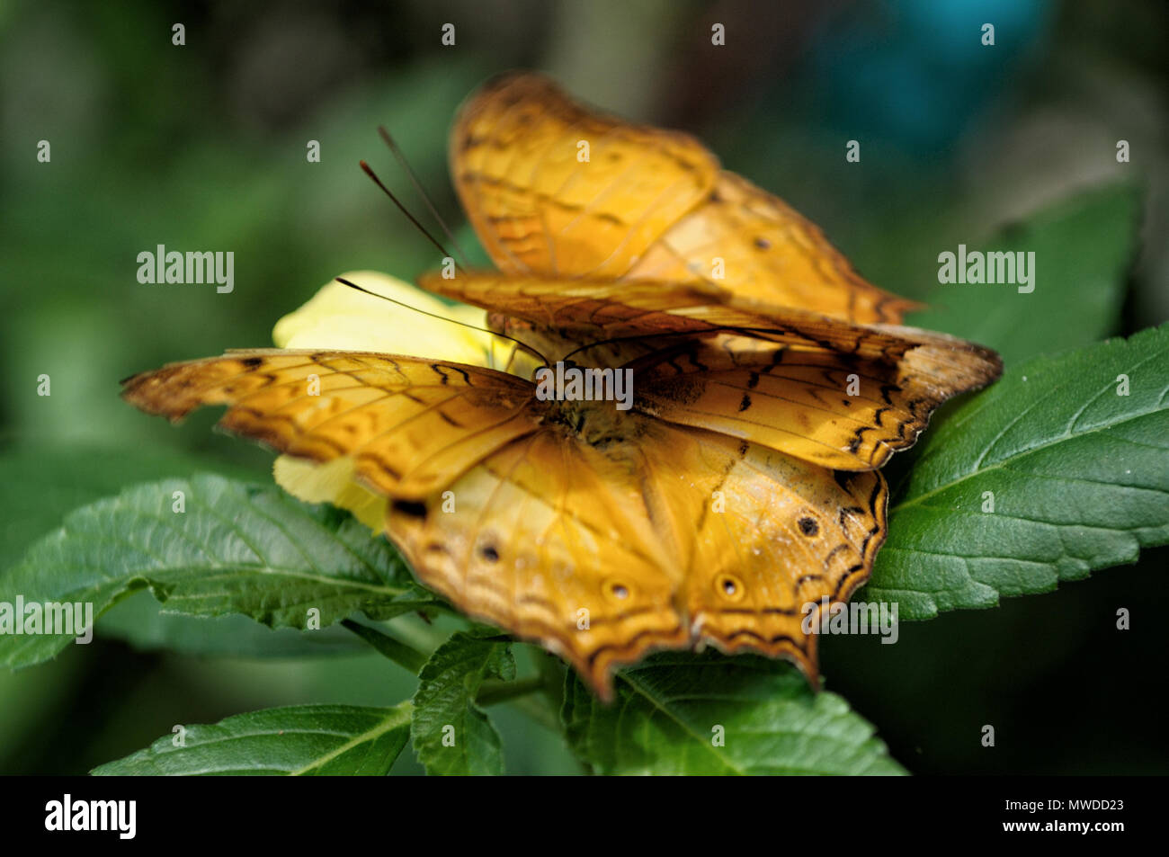 Butterfly couple at Kuala Lumpur Butterfly Park, Malaysia Stock Photo ...