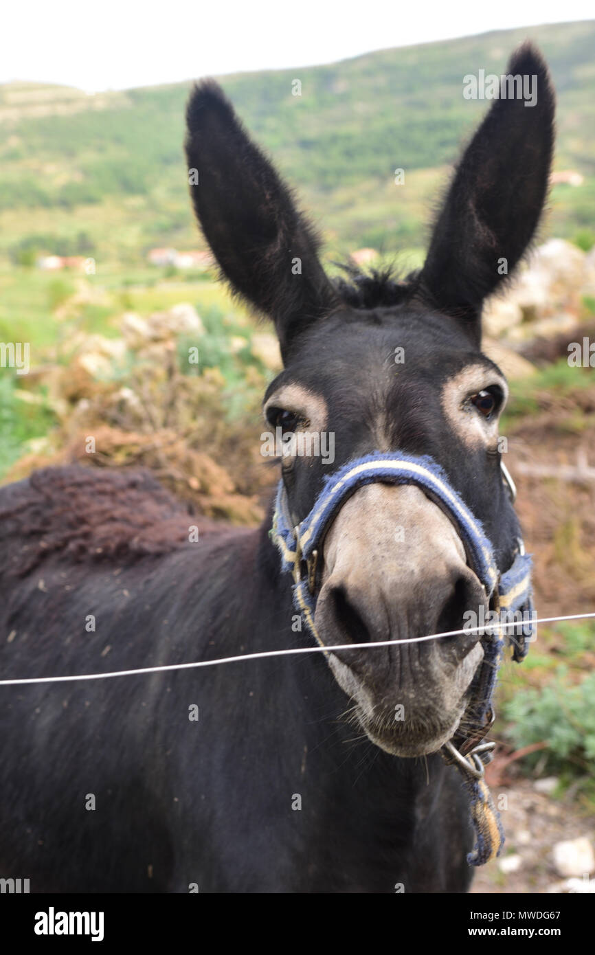 portrait of a donkey Stock Photo - Alamy