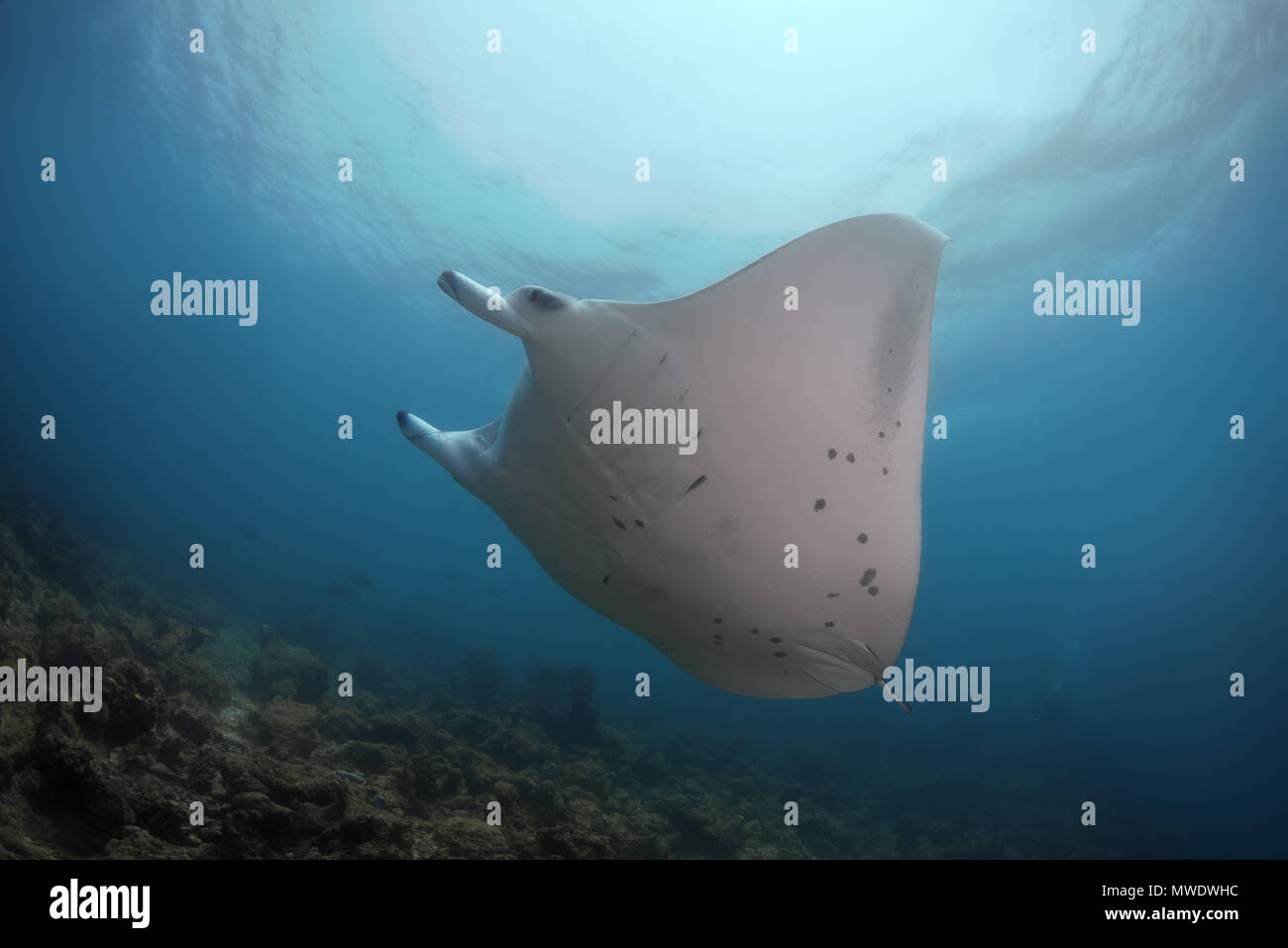 Indian Ocean, Maldives. 28th Aug, 2017. Reef Manta Ray (Mobula alfredi ...