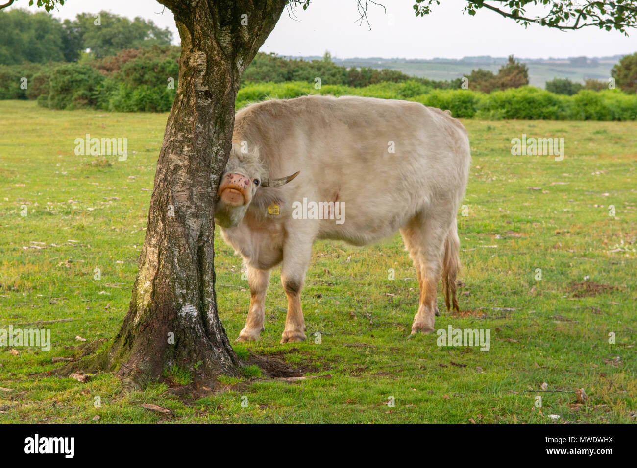 New Forest cow scratching its head on a tree trunk Stock Photo - Alamy