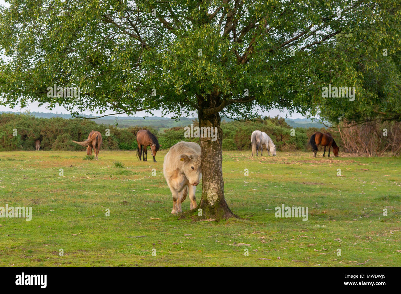 Cow Scratching Scratch Stock Photos & Cow Scratching Scratch Stock ...