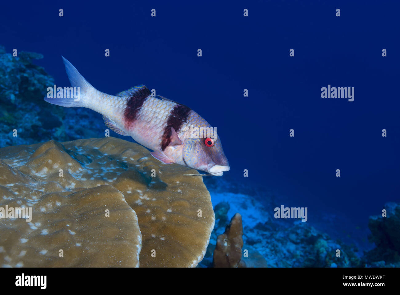 Mullus trifasciatus hi-res stock photography and images - Alamy