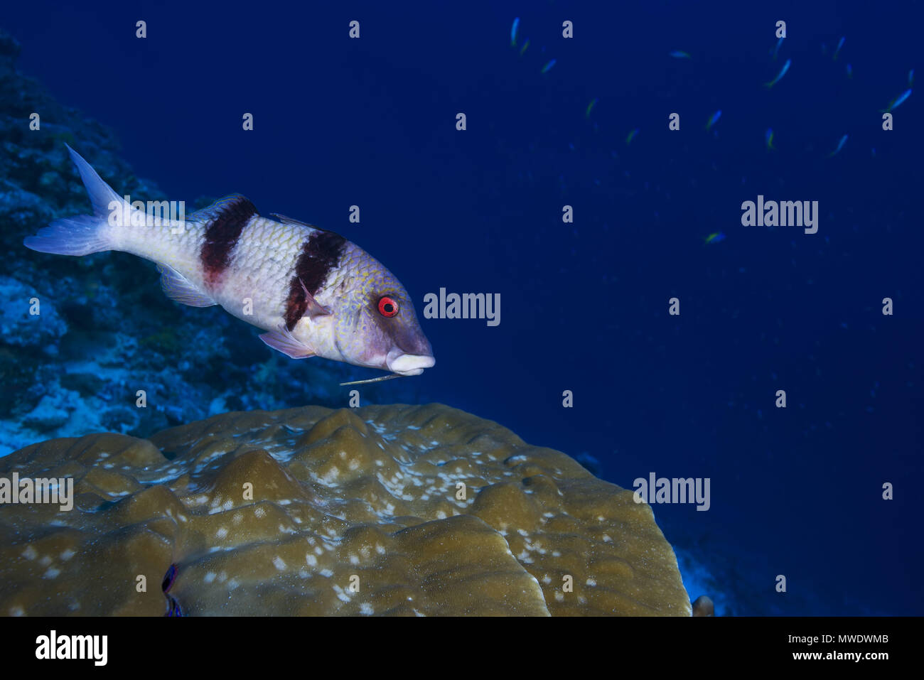 Mullus trifasciatus hi-res stock photography and images - Alamy