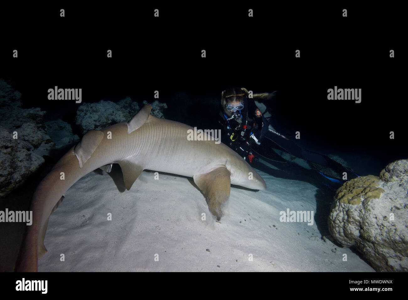 Nebrius concolor, nebrius ferrugineus hi-res stock photography and ...