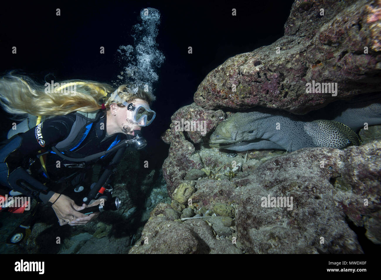 March 30, 2018 - Indian Ocean, Maldives - Female scuba diver looks at ...