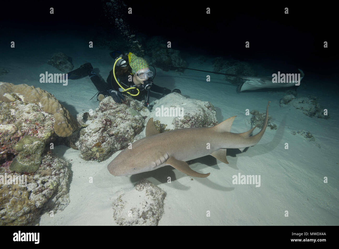 Indian Ocean, Maldives. 2nd Apr, 2018. Female scuba diver looks at ...
