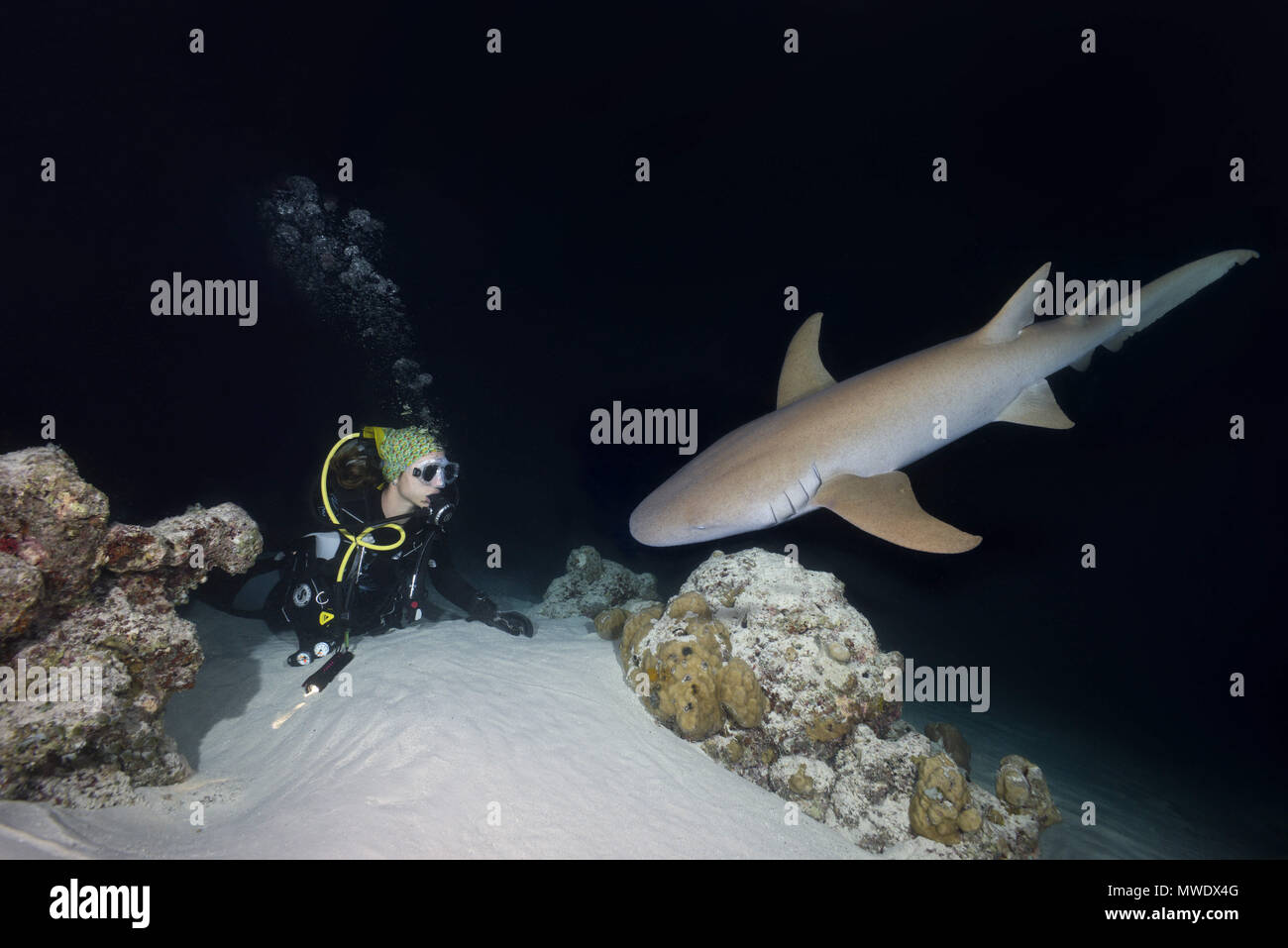 Indian Ocean, Maldives. 2nd Apr, 2018. Female scuba diver looks at ...