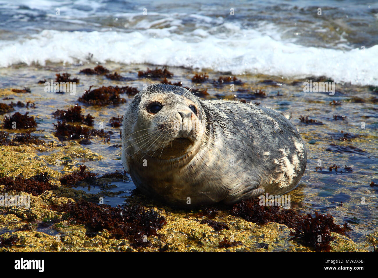 Seals sunbathing on a rock hi-res stock photography and images - Alamy