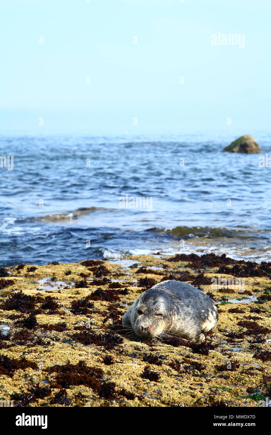 Seals sunbathing on a rock hi-res stock photography and images - Alamy