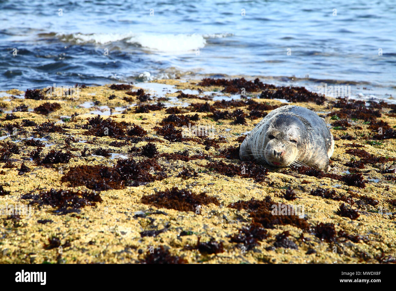 Seals sunbathing on a rock hi-res stock photography and images - Alamy