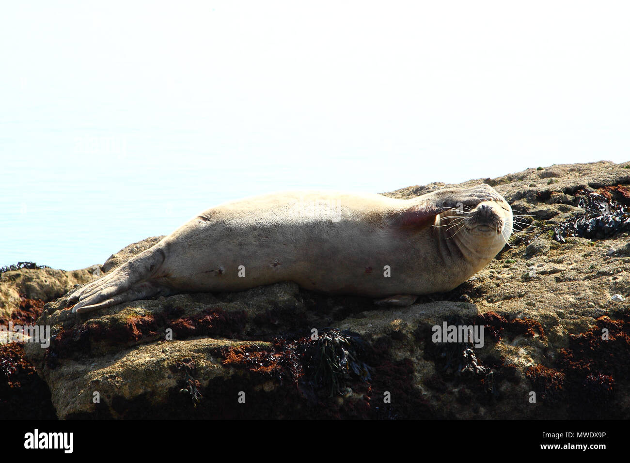 Yorkshire palm hi-res stock photography and images - Alamy