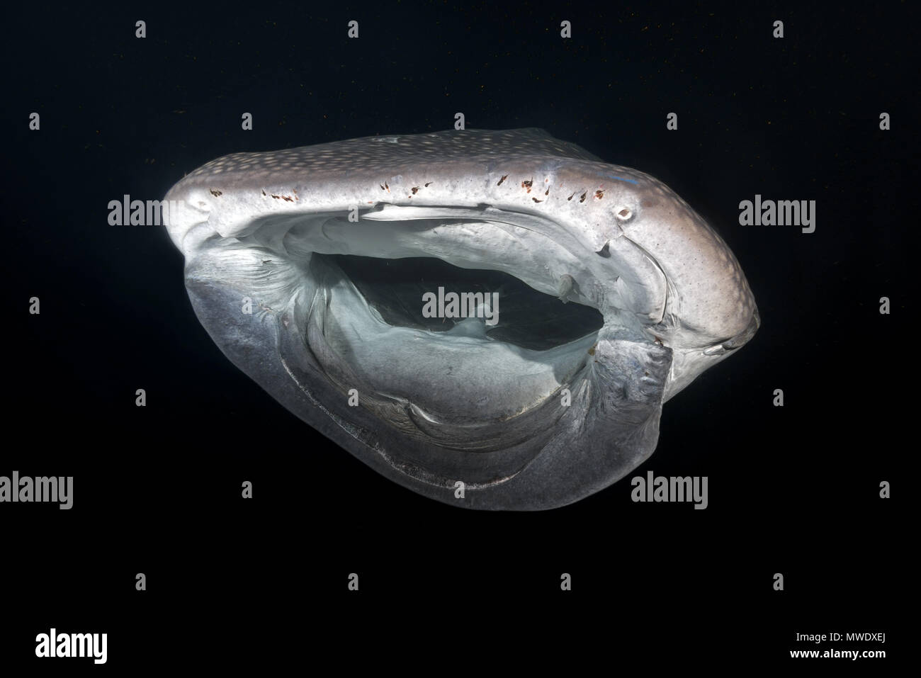 Basking shark open mouth hi-res stock photography and images - Alamy