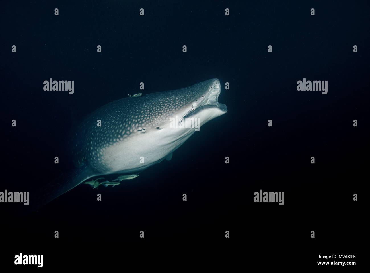 Indian Ocean, Maldives. 7th Apr, 2018. Portrait of the Whale Shark ...