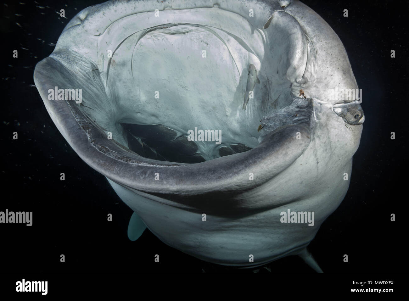 Whale shark feeding krill hi-res stock photography and images - Alamy