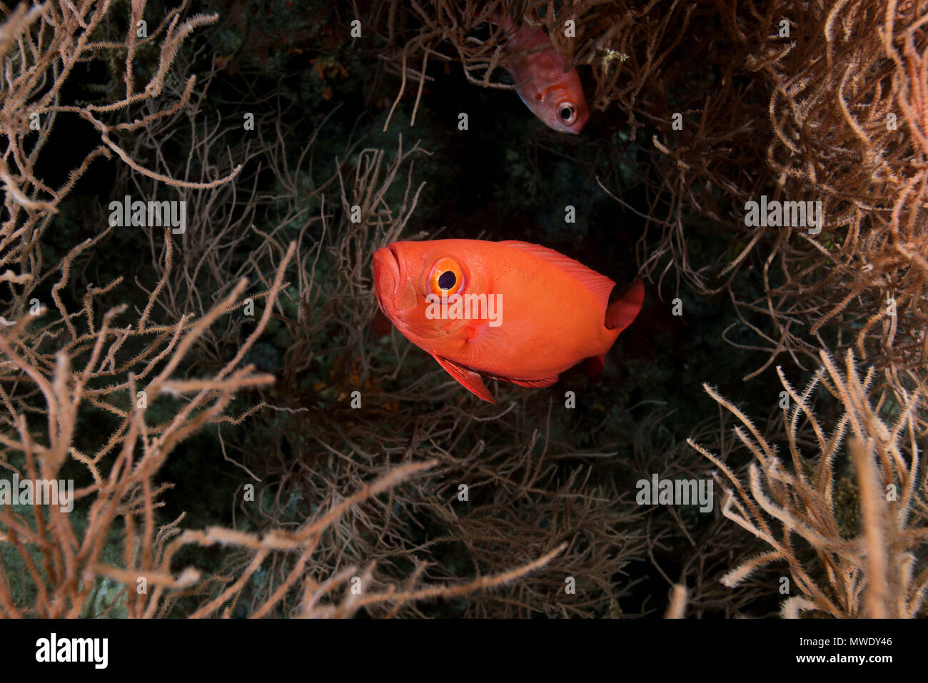 Finned bulleye hi-res stock photography and images - Alamy