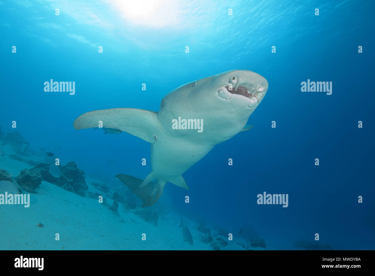 Fish spitting water hi-res stock photography and images - Alamy