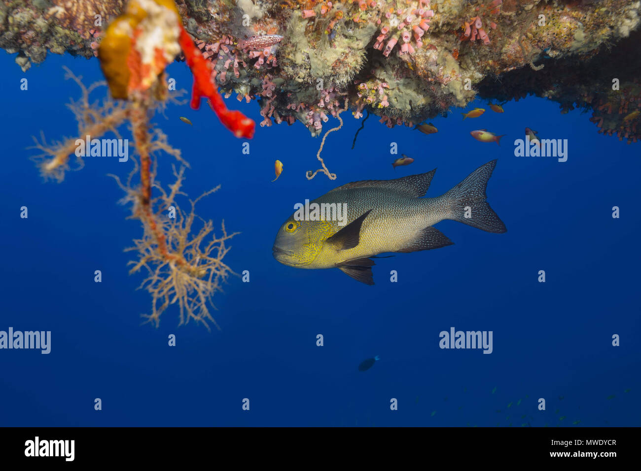 Indian Ocean, Maldives. 25th Mar, 2018. Midnight Snapper (Macolor ...