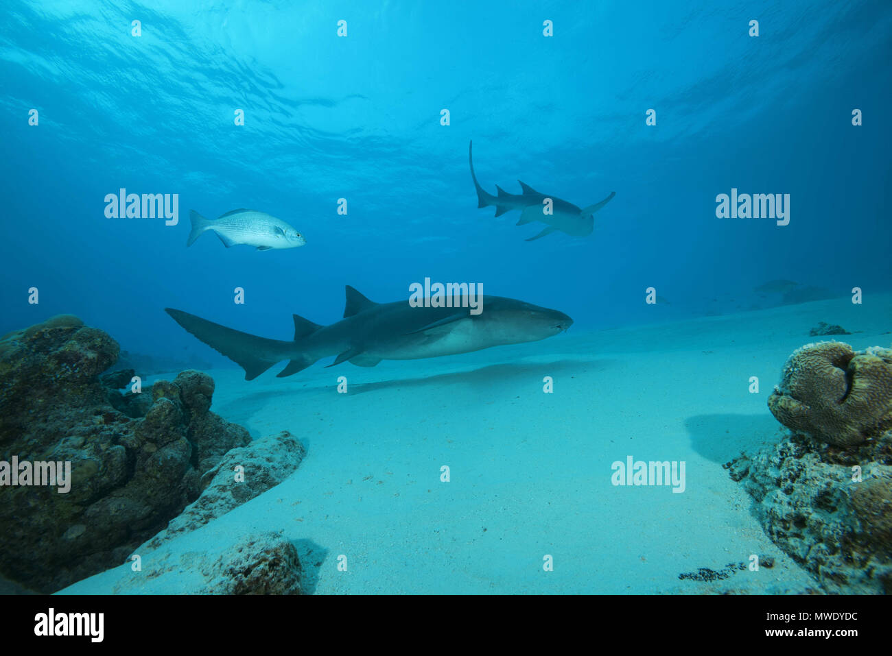 Nebrius concolor, nebrius ferrugineus hi-res stock photography and ...