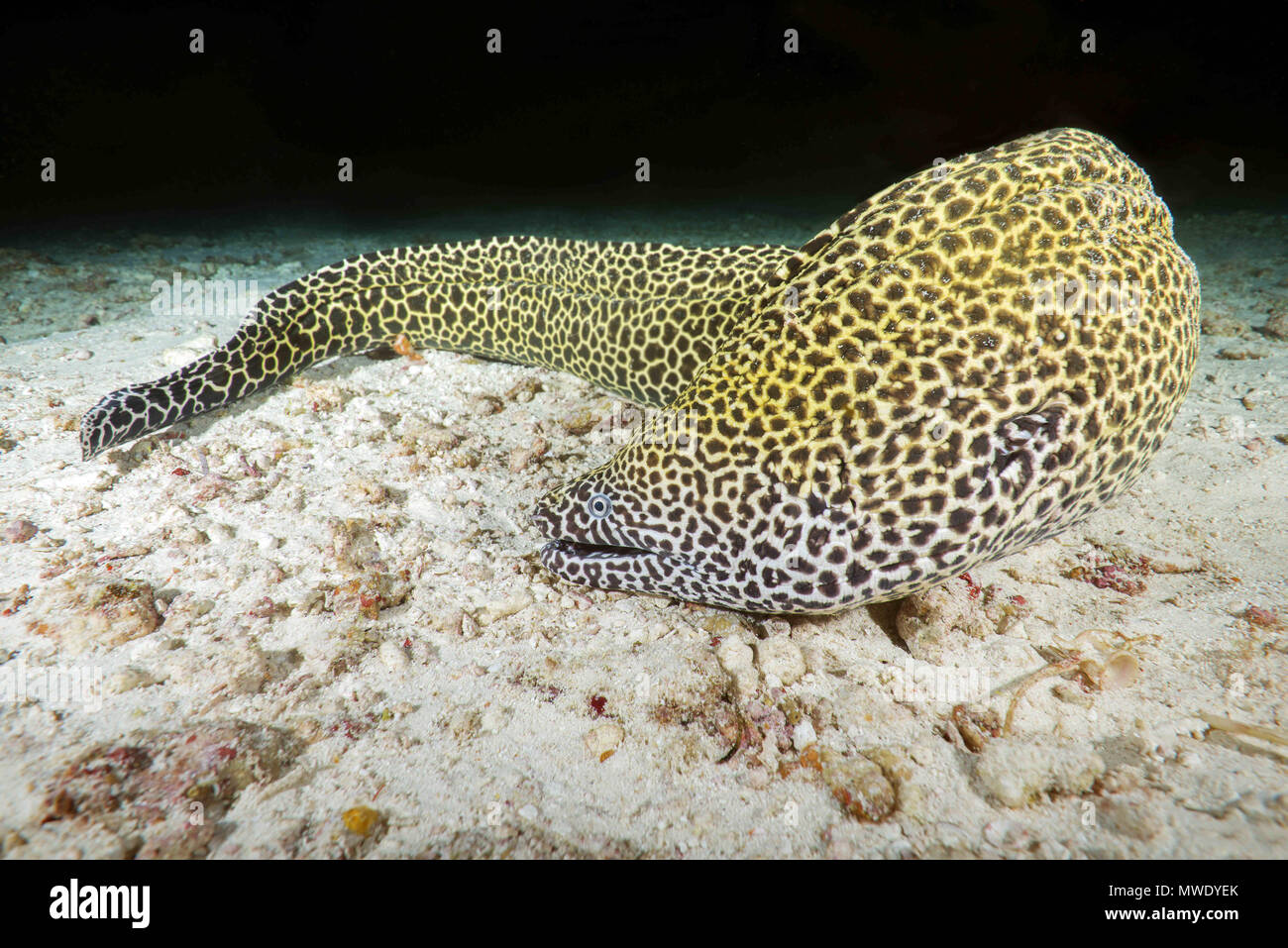 What Do Eels Prey On