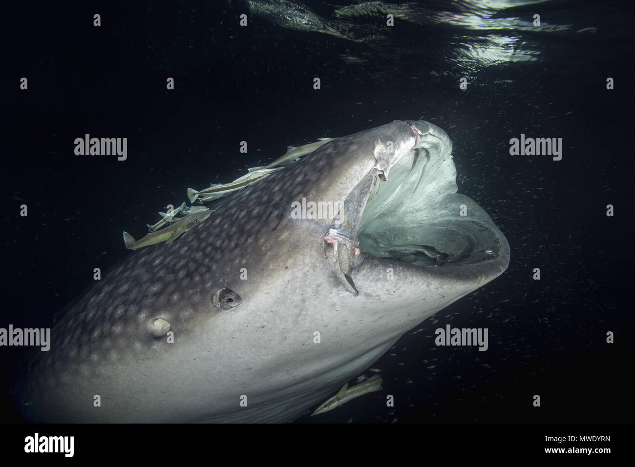 Plankton filter hi-res stock photography and images - Alamy