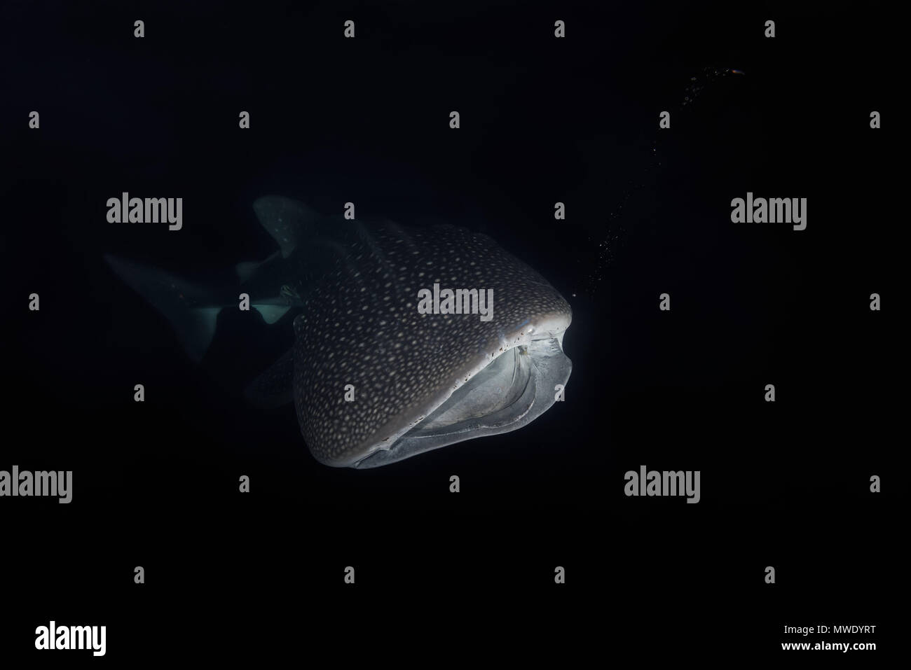 Whale shark feeding krill hi-res stock photography and images - Alamy