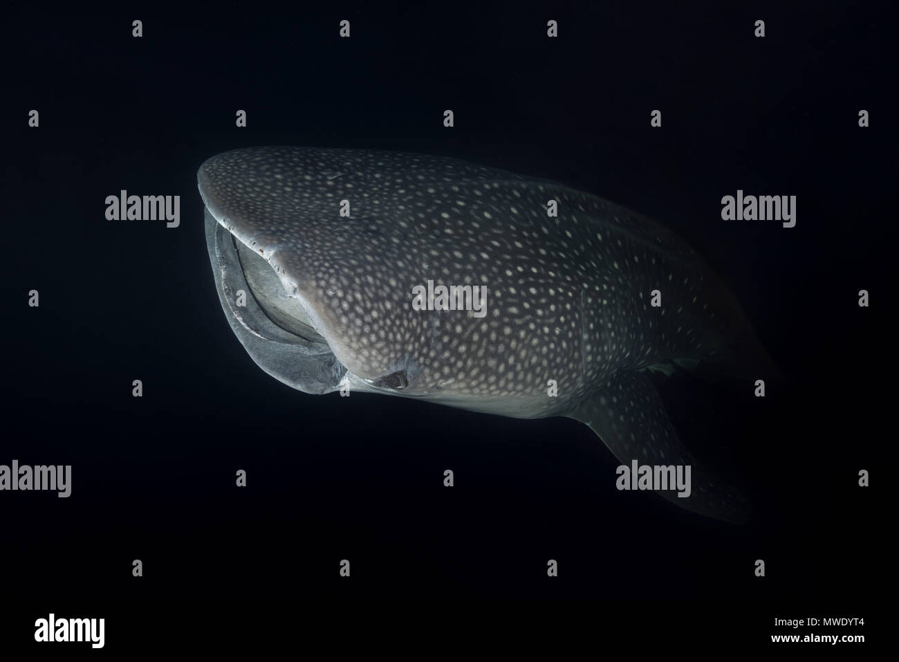 Whale shark feeding krill hi-res stock photography and images - Alamy
