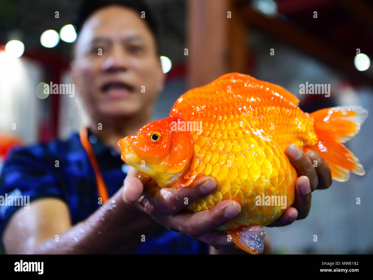 Fuzhou, China's Fujian Province. 1st June, 2018. A breeder shows his 3. ...