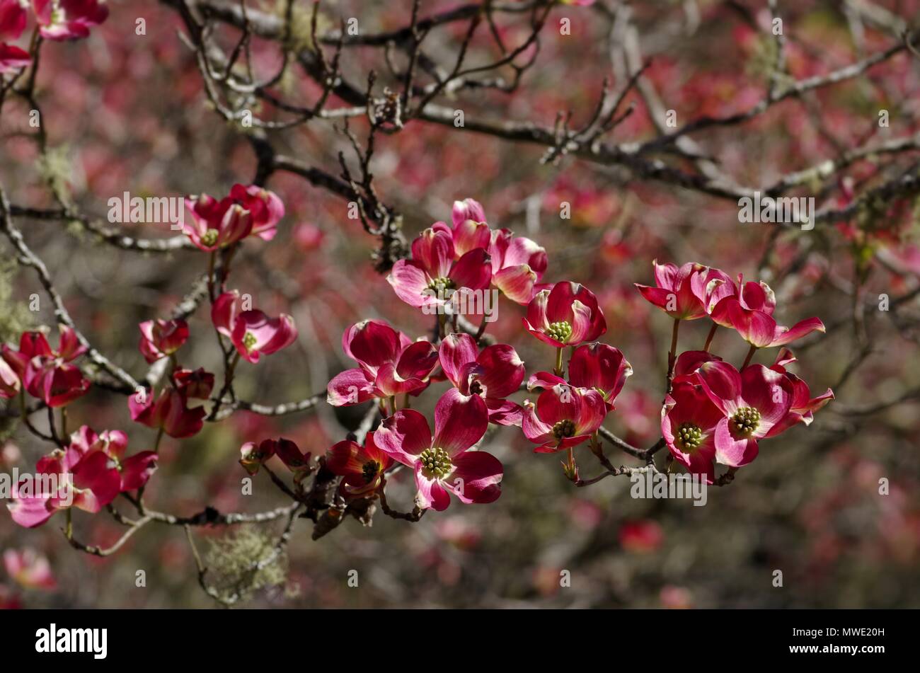 Cornus Florida 'Cherokee Sunset' Stock Photo Alamy, 53% OFF