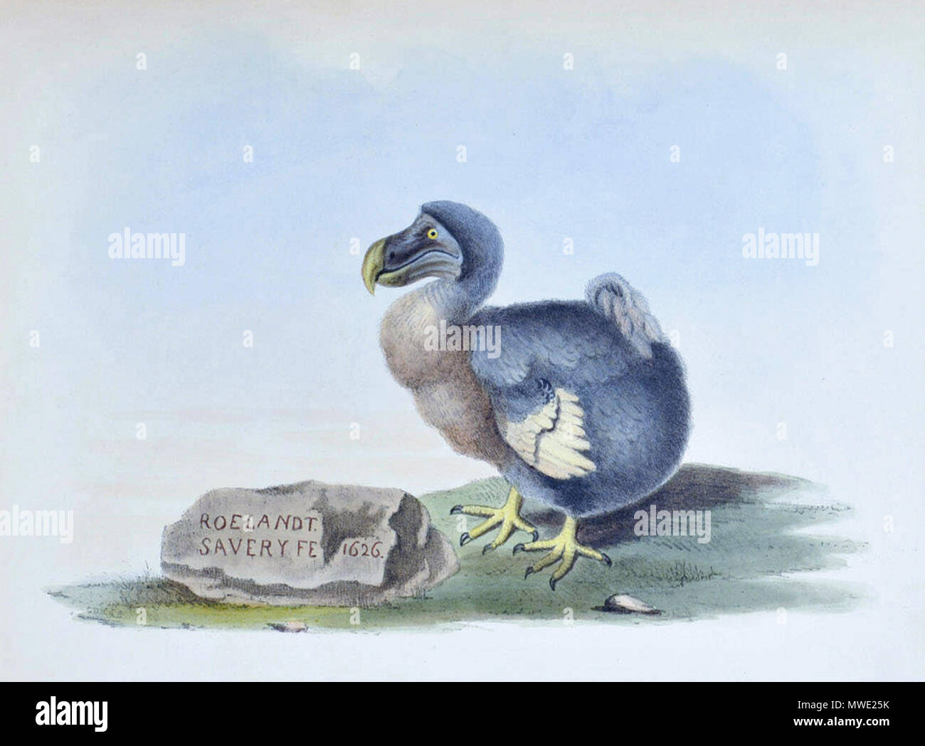 . English: Facsimile of Roland Savery's figure of the Dodo in his 1626 ...