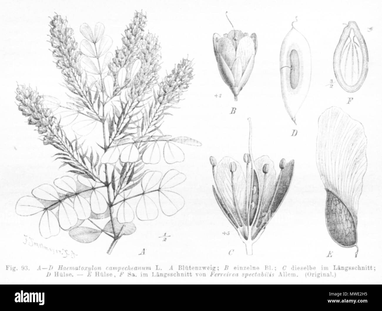 . Illustration from book . 1891. Paul Hermann Wilhelm Taubert (1862 ...