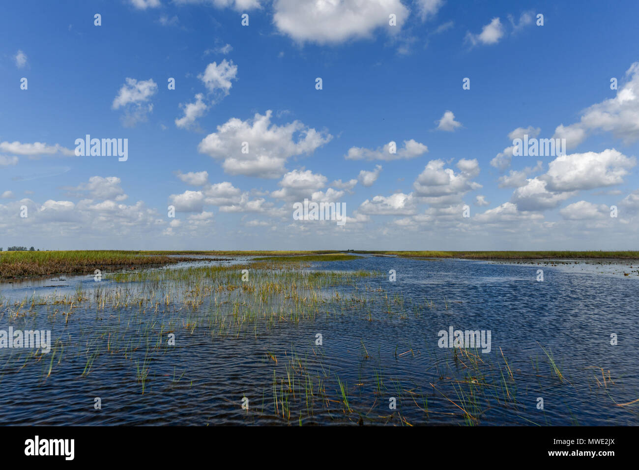 Florida wetland in the Everglades National Park in USA. Popular place ...