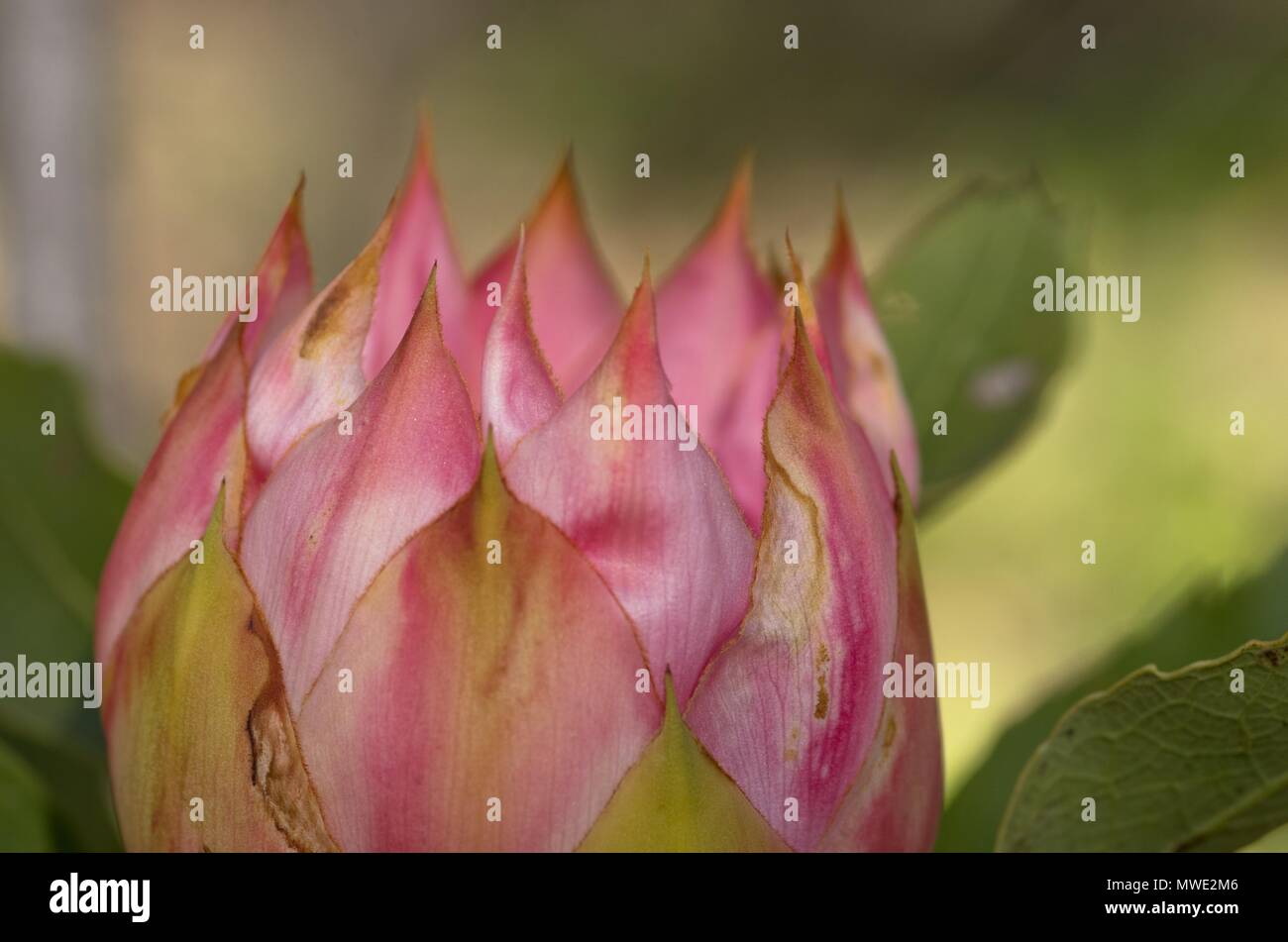 Spiky and Beautiful Pink Flowers Stock Photo - Alamy