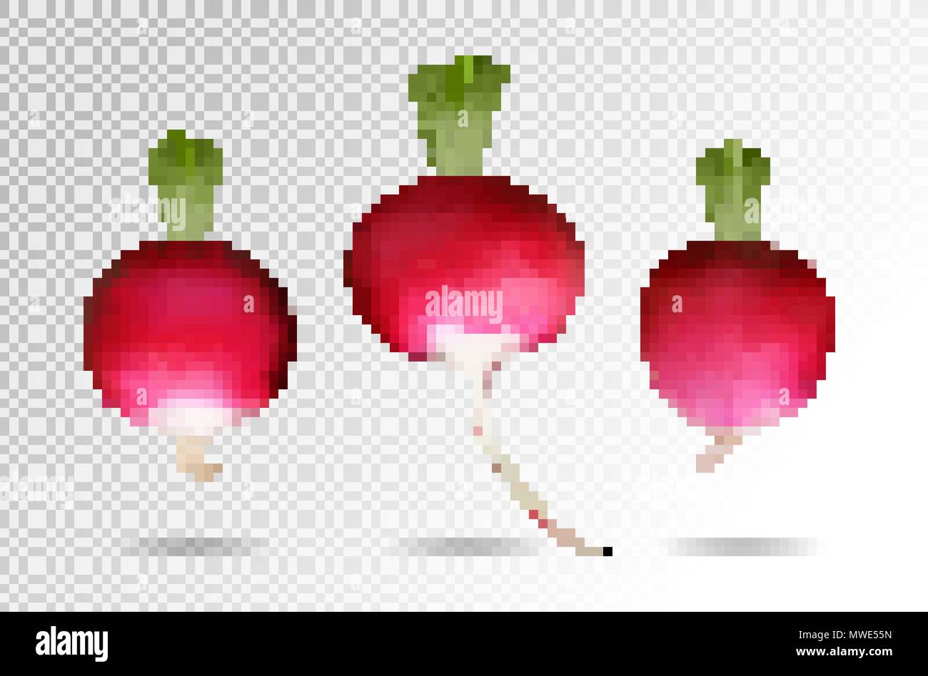 Three photo realistic radishes on a transparent background. Vector 3d ...