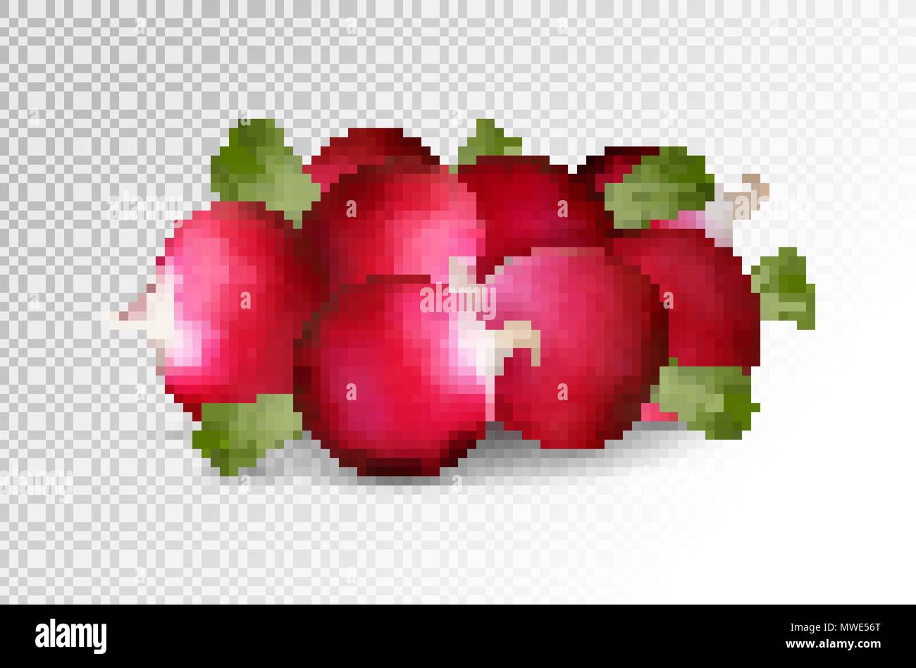 Grope of photo realistic radishes on a transparent background. Vector ...