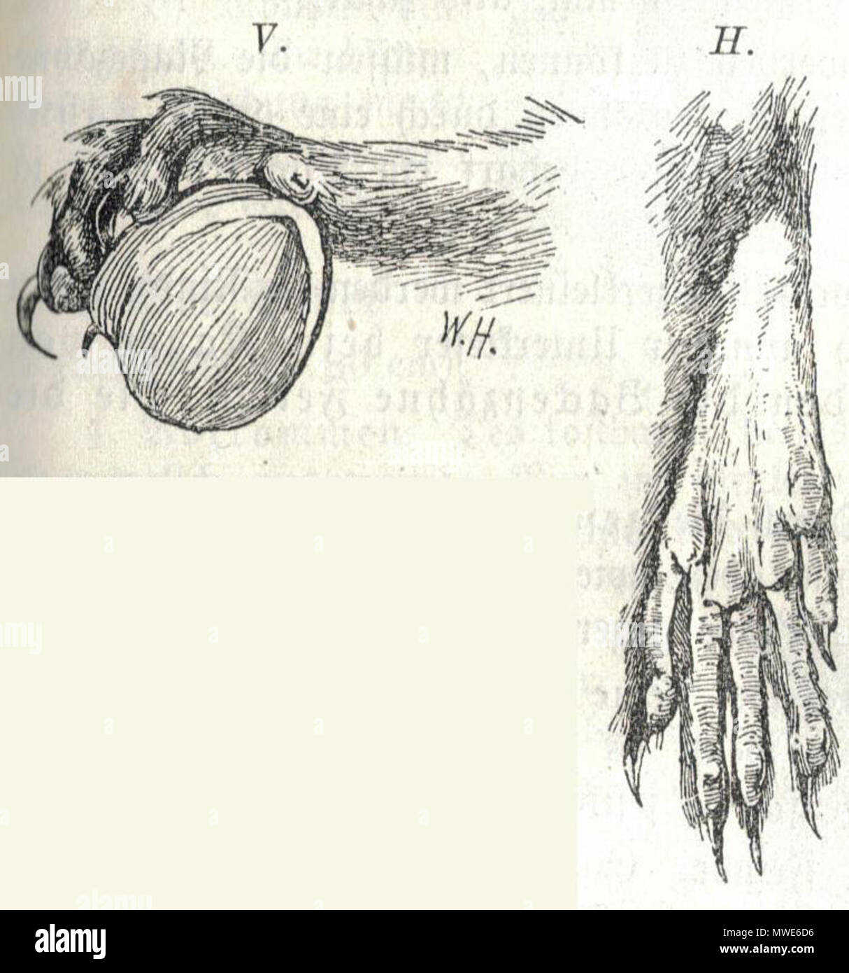 Squirrel foot hi-res stock photography and images - Alamy