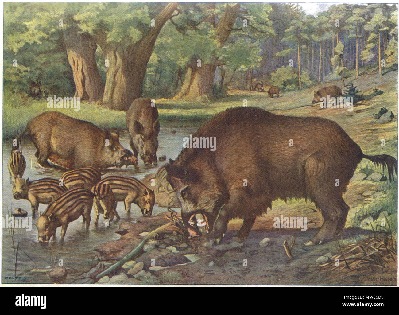 Wild boar figures hi-res stock photography and images - Alamy