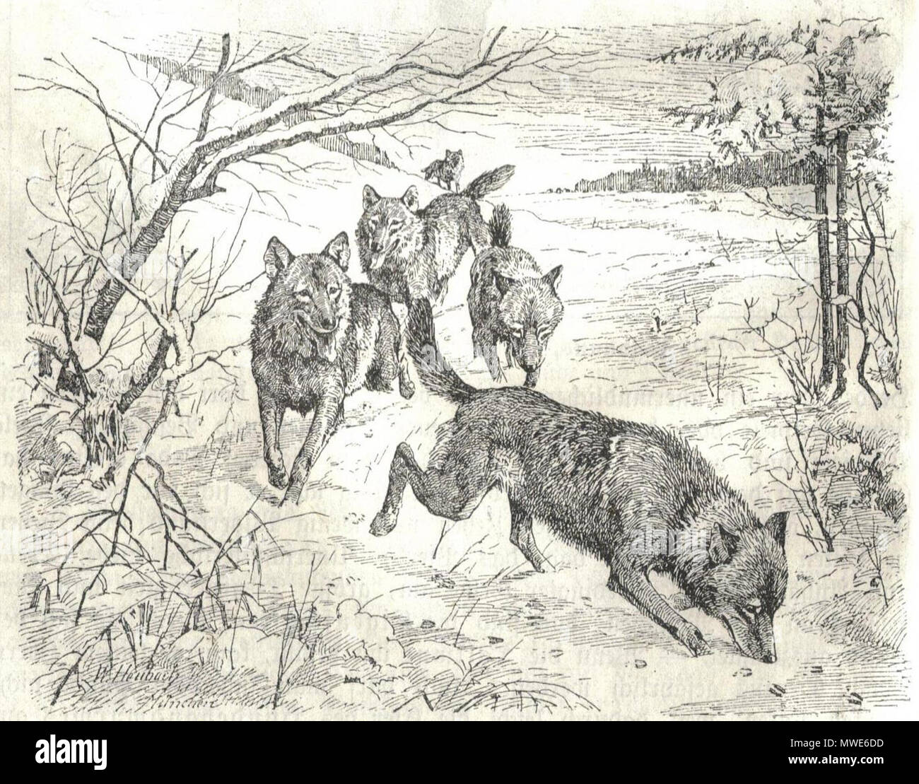 Walter Wolf High Resolution Stock Photography and Images - Alamy