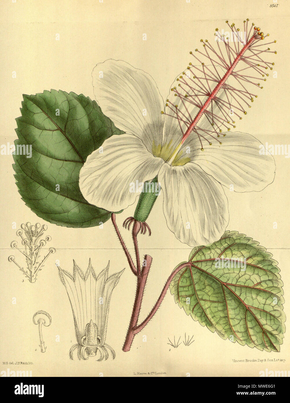 Hibiscus flower drawing hi-res stock photography and images - Alamy