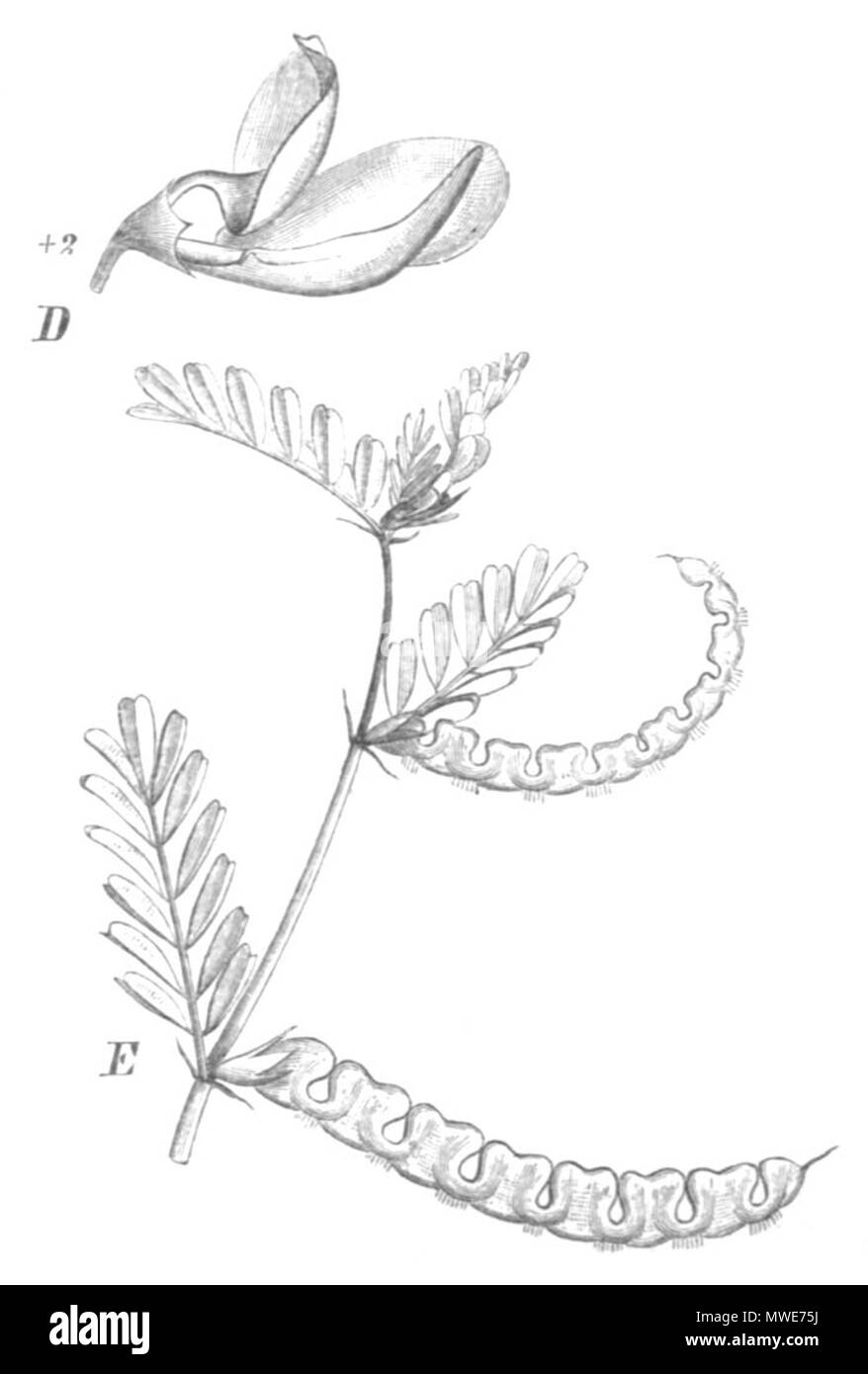 . Illustration from book . 1891. Paul Hermann Wilhelm Taubert (1862 ...