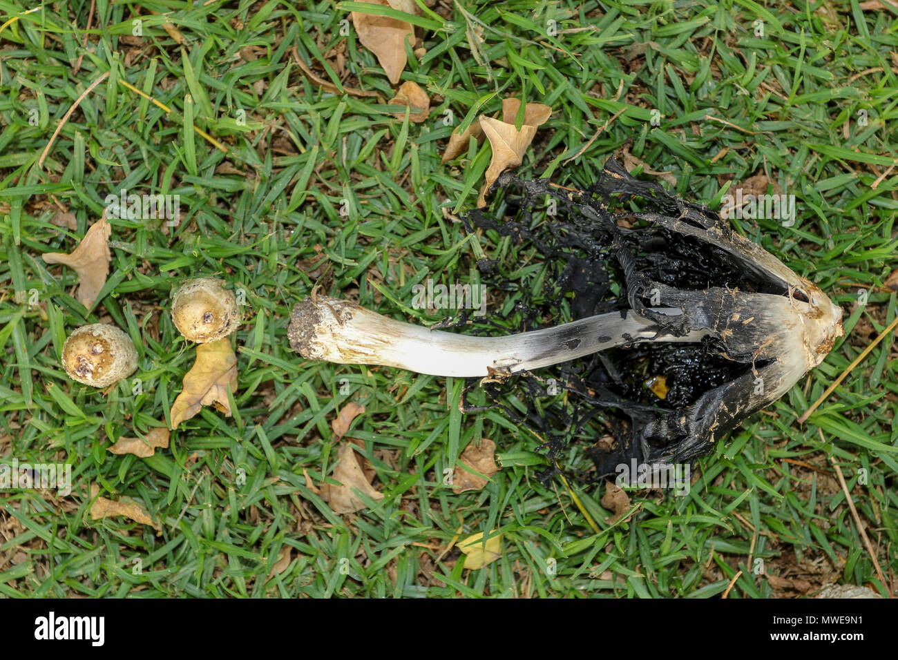 Free hymenium hi-res stock photography and images - Alamy