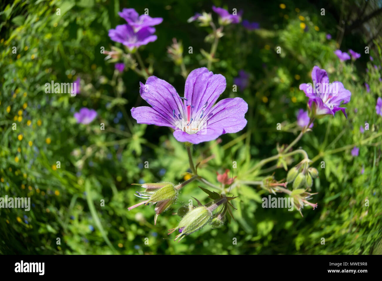 Spreading Bellflower (Campanula patula Stock Photo - Alamy
